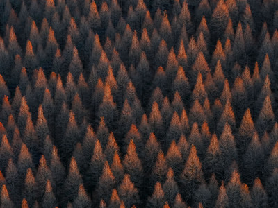 Ember-Tipped Forest by Danling Gu