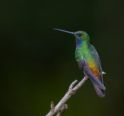 portrait of bird by Eugene Zhu