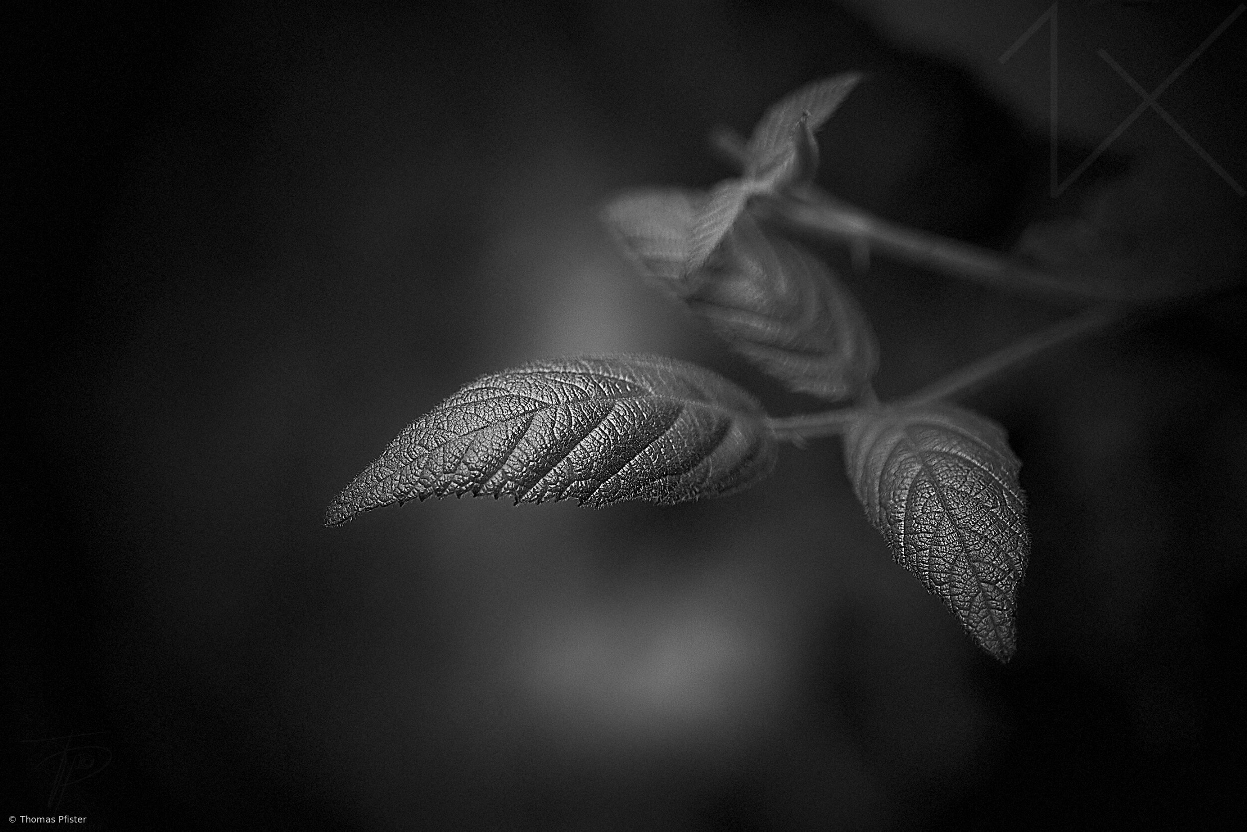 Leaves by Thomas Pfister
