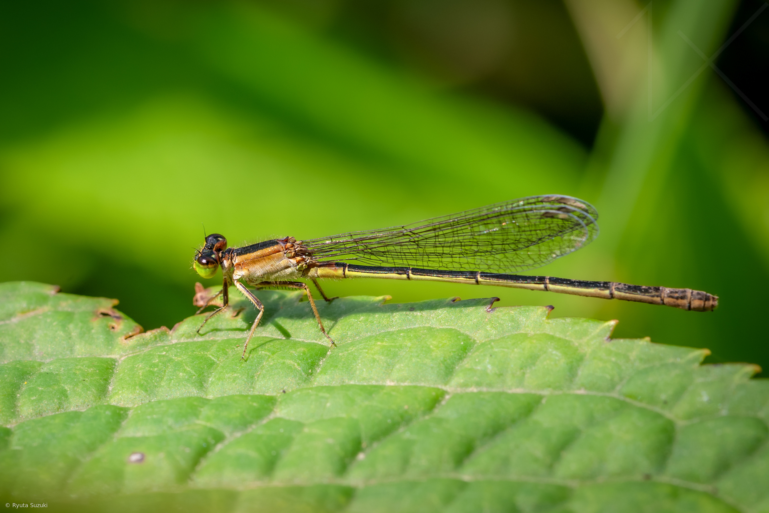 dragonfly by Ryuta Suzuki