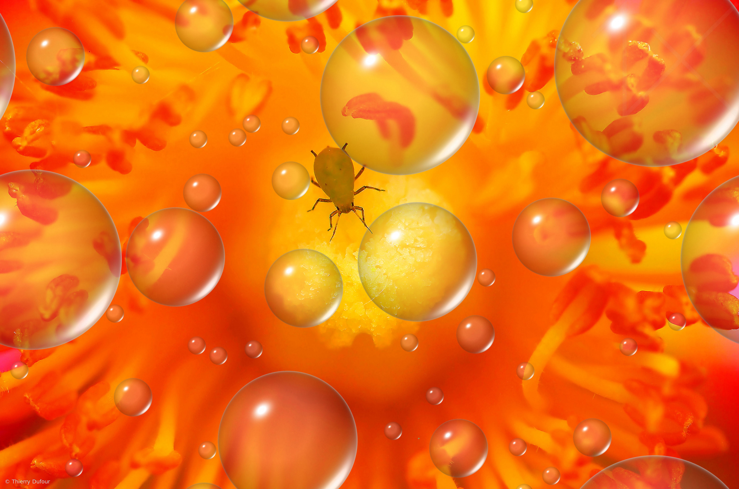The sun explorer... by Thierry Dufour