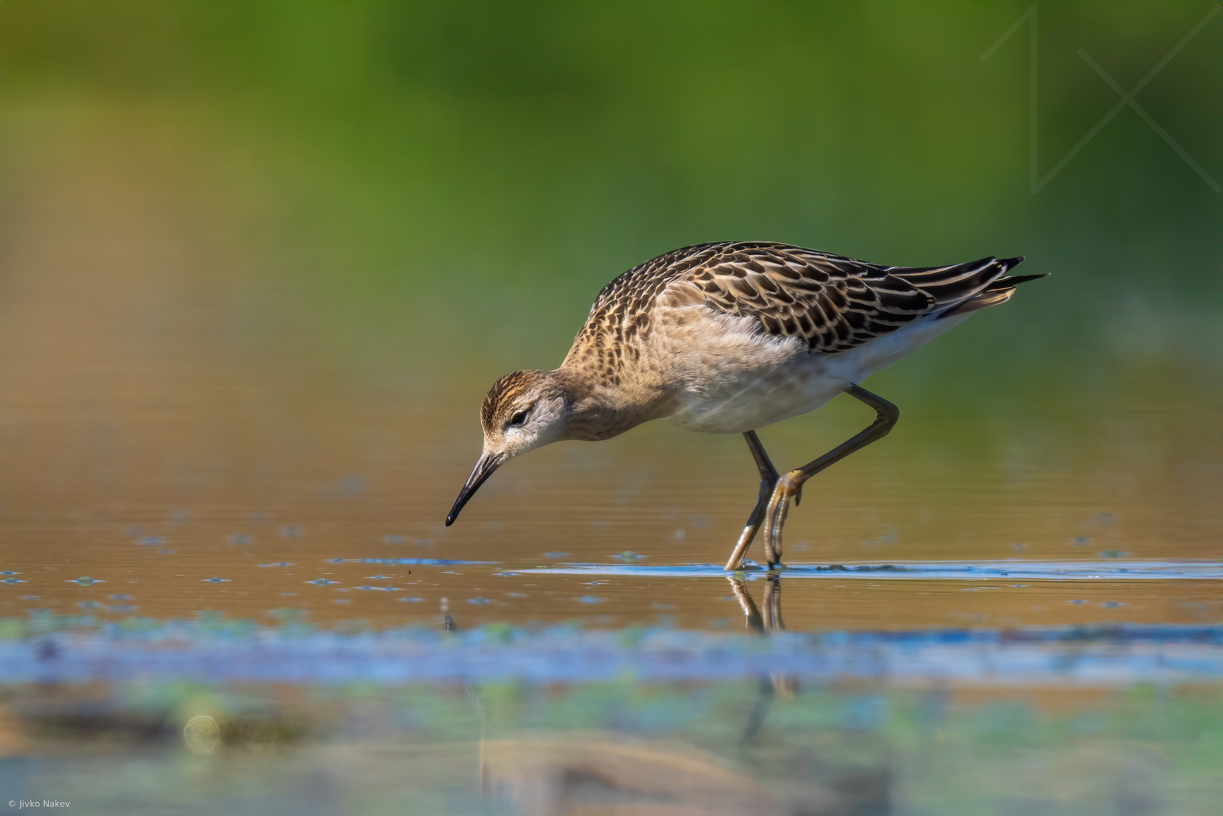 Wading Ruff by Jivko Nakev