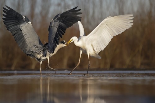 War over a fish by Phillip Chang