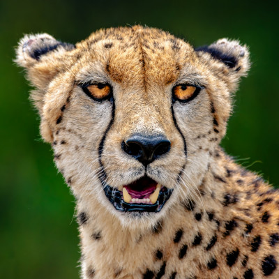 Cheetah Nora Headshot by Amro
