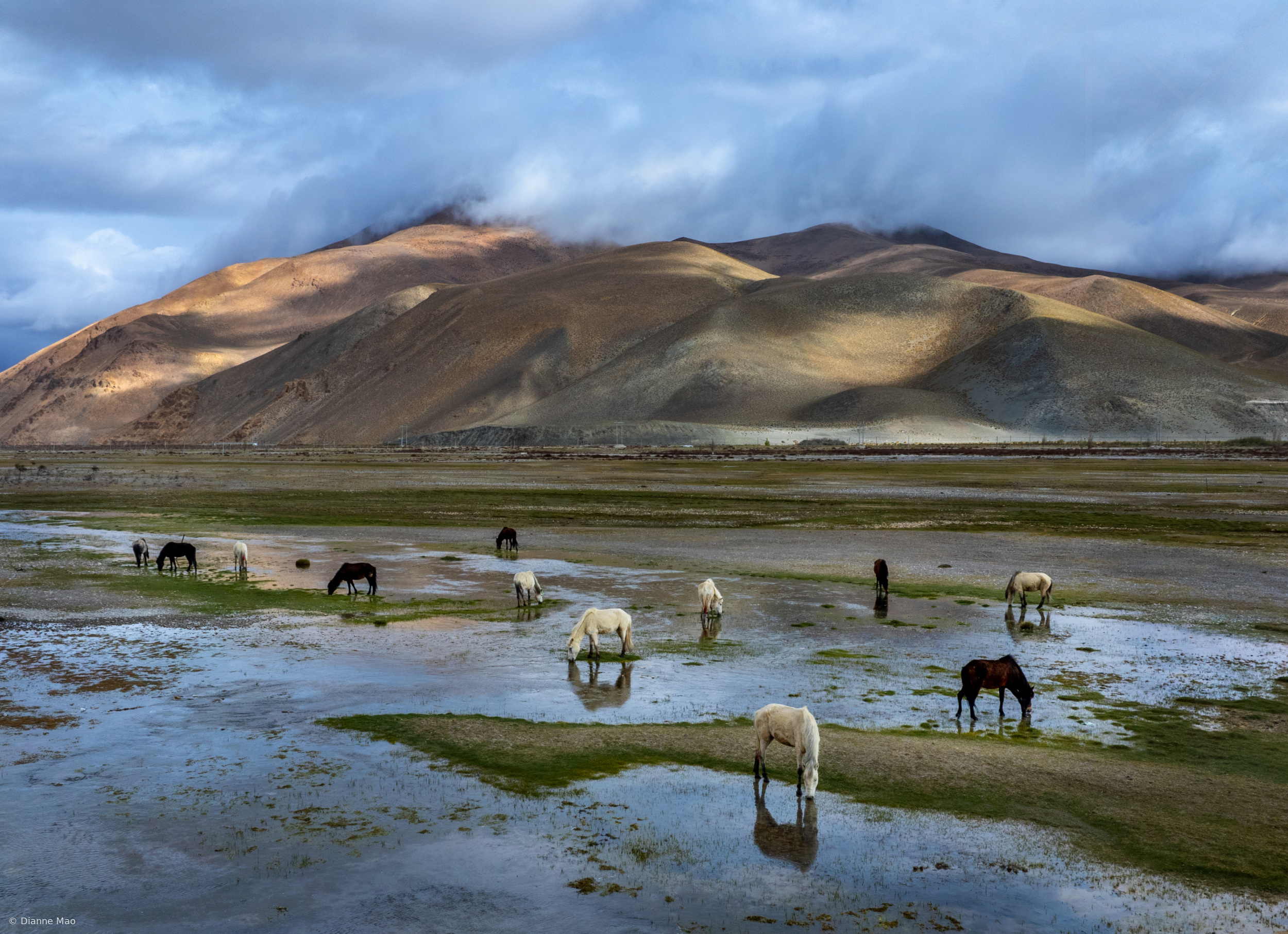 Horses Grazing on Himalayan Wetlands by Dianne Mao