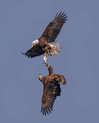 Clash for the Catch by Hanping Xiao