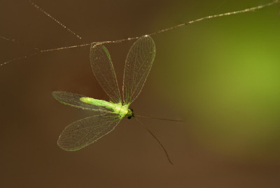 One-day-fly catched by Pascal Meerpoel