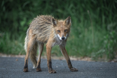 Vigilant Fox in the Rain by Go Nagai