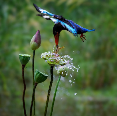 Art of the Hunt: Javan Kingfisher Snatches Prey with Timeless Precision ...