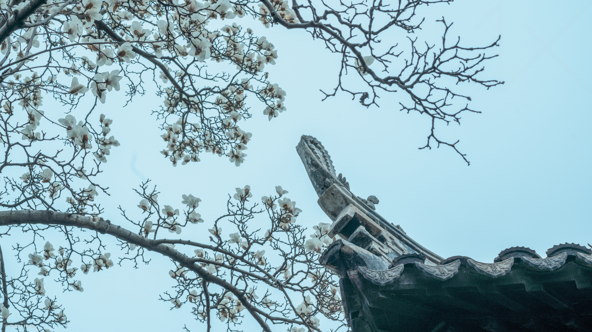 Flowers in Spring by Calvin Feng