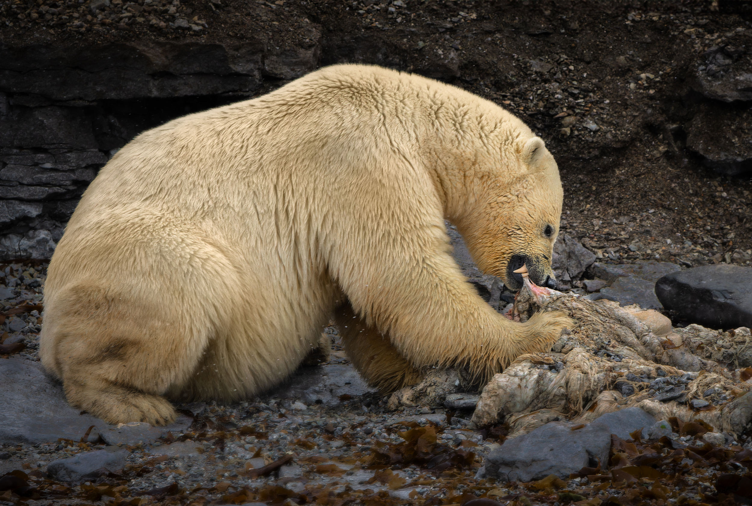 Polar bear by José Ignacio Gil Blanco