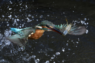 Crayfish scream by Seiichi Tsuboya