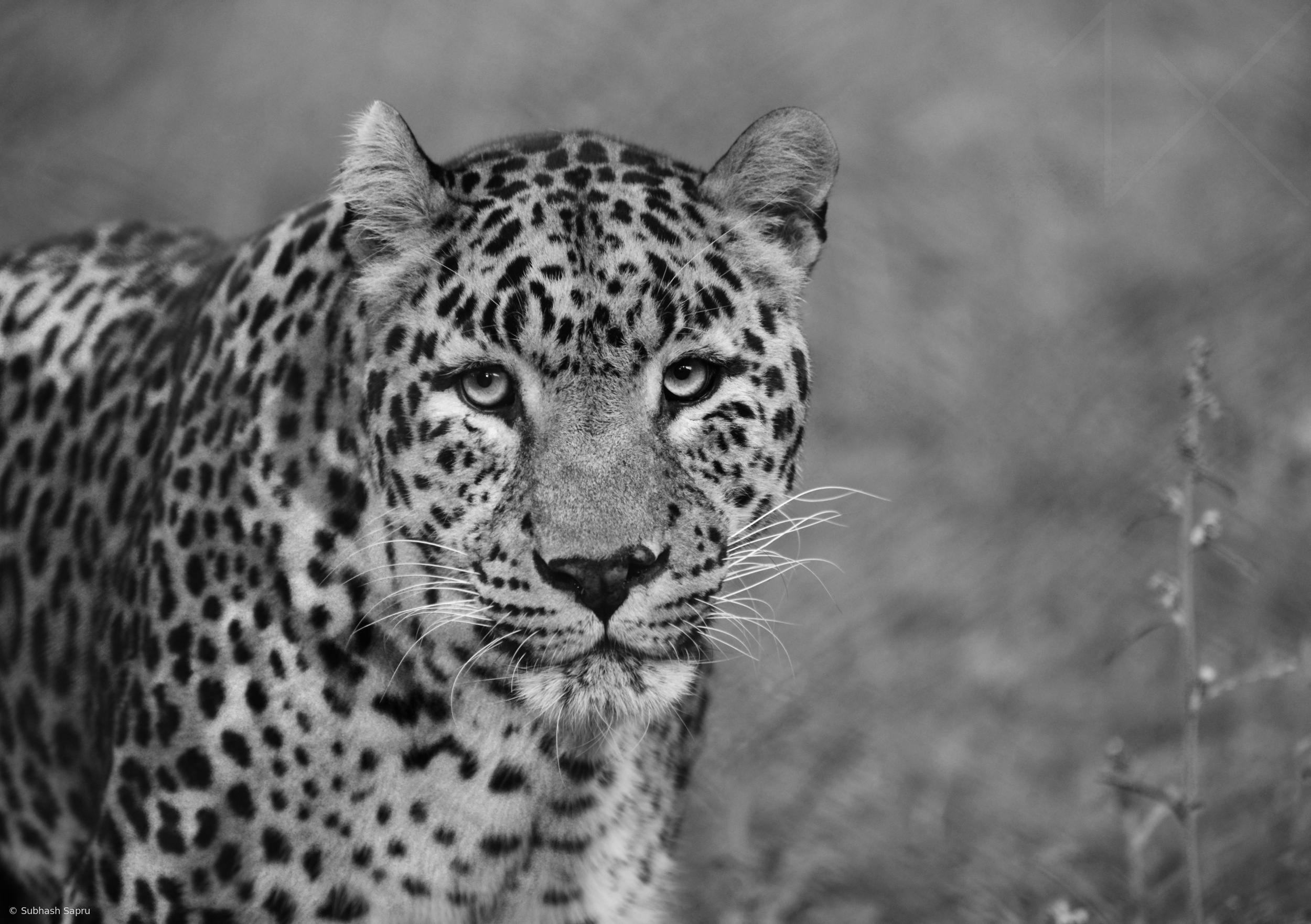 Eye contact by Subhash Sapru
