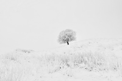 Alone in the frost by Svetlana Povarova Ree