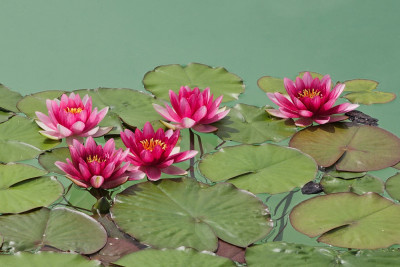 Lilies in green by Marcin Sokolowski