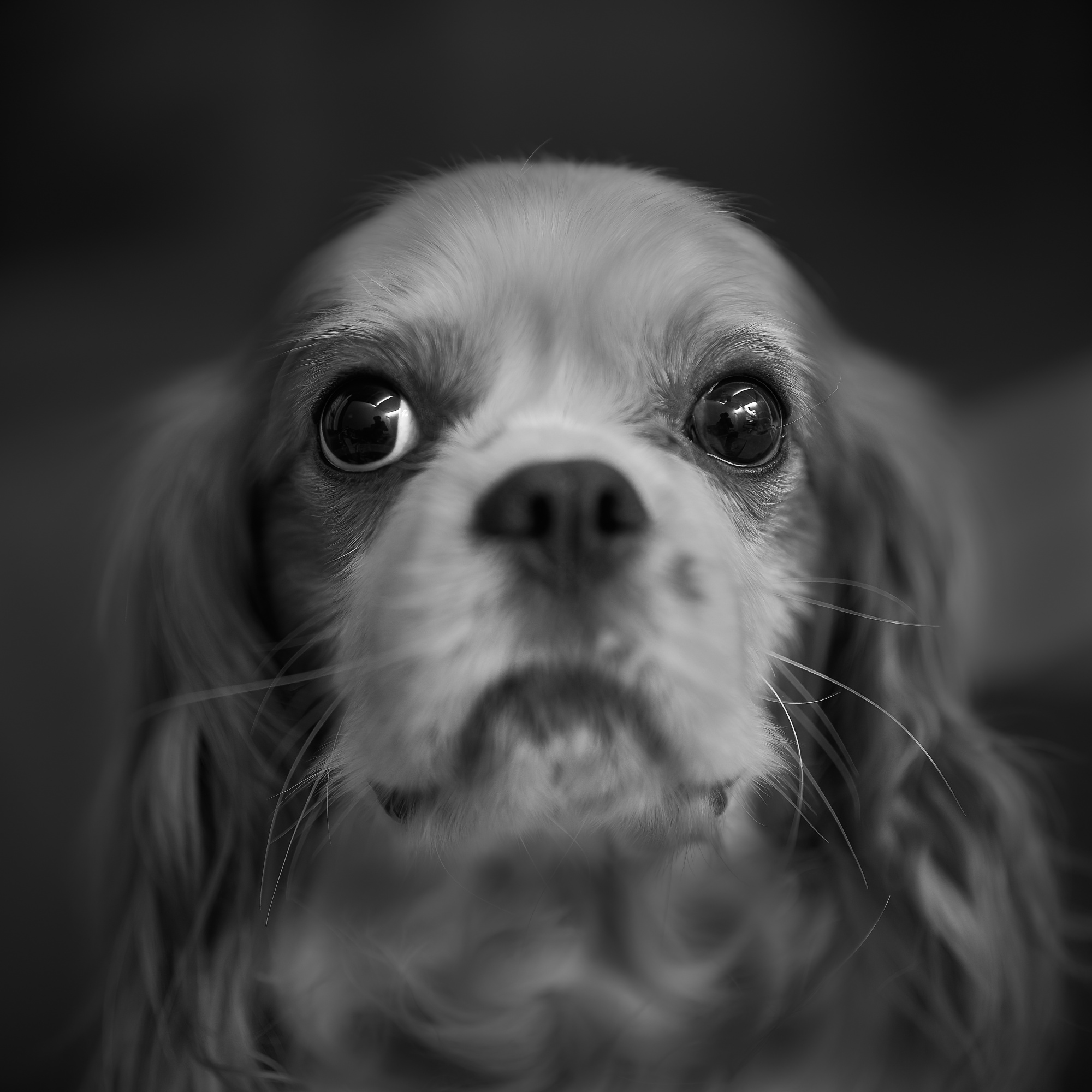 Portrait of Dog by Kaisyakuji Yushi