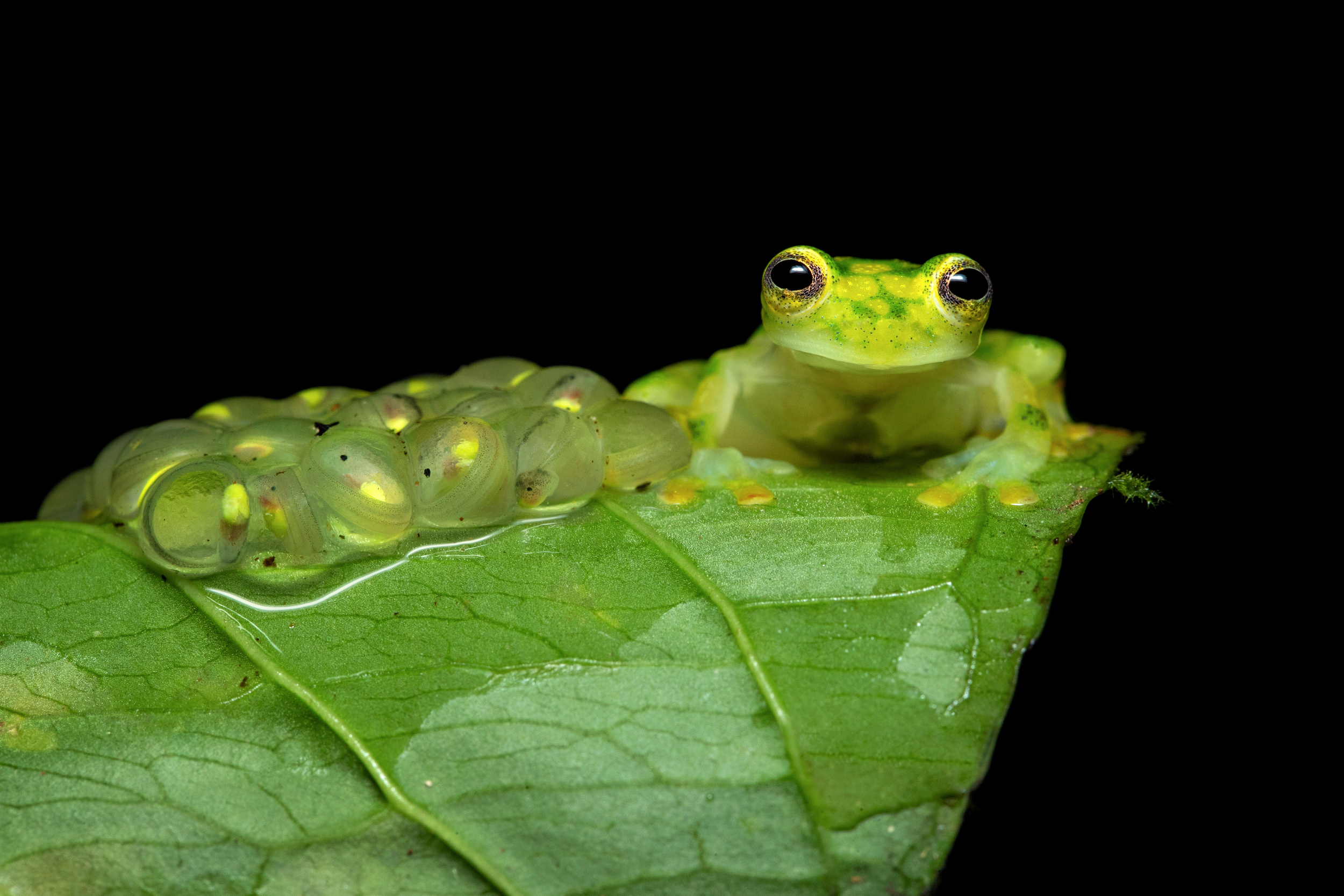 Reticulated glass frog by Milan Zygmunt