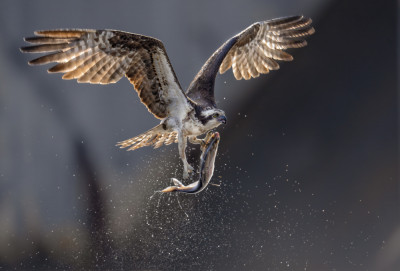 Osprey in Action by Hannah & Wei