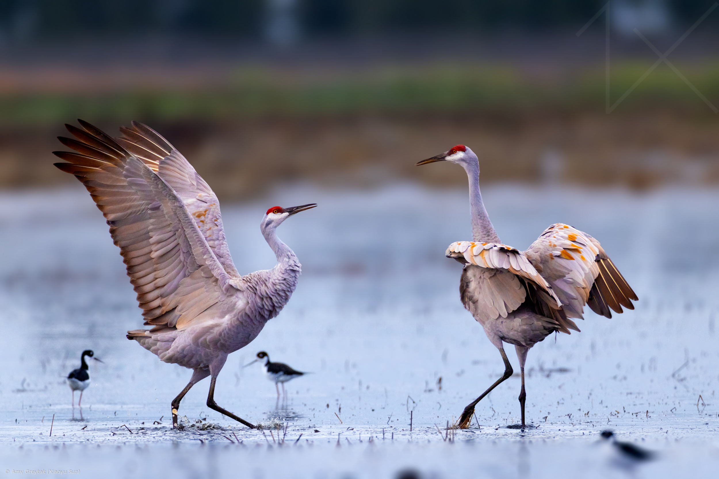 Love in progress by Amy Greytak (Xiaoyu Sun)