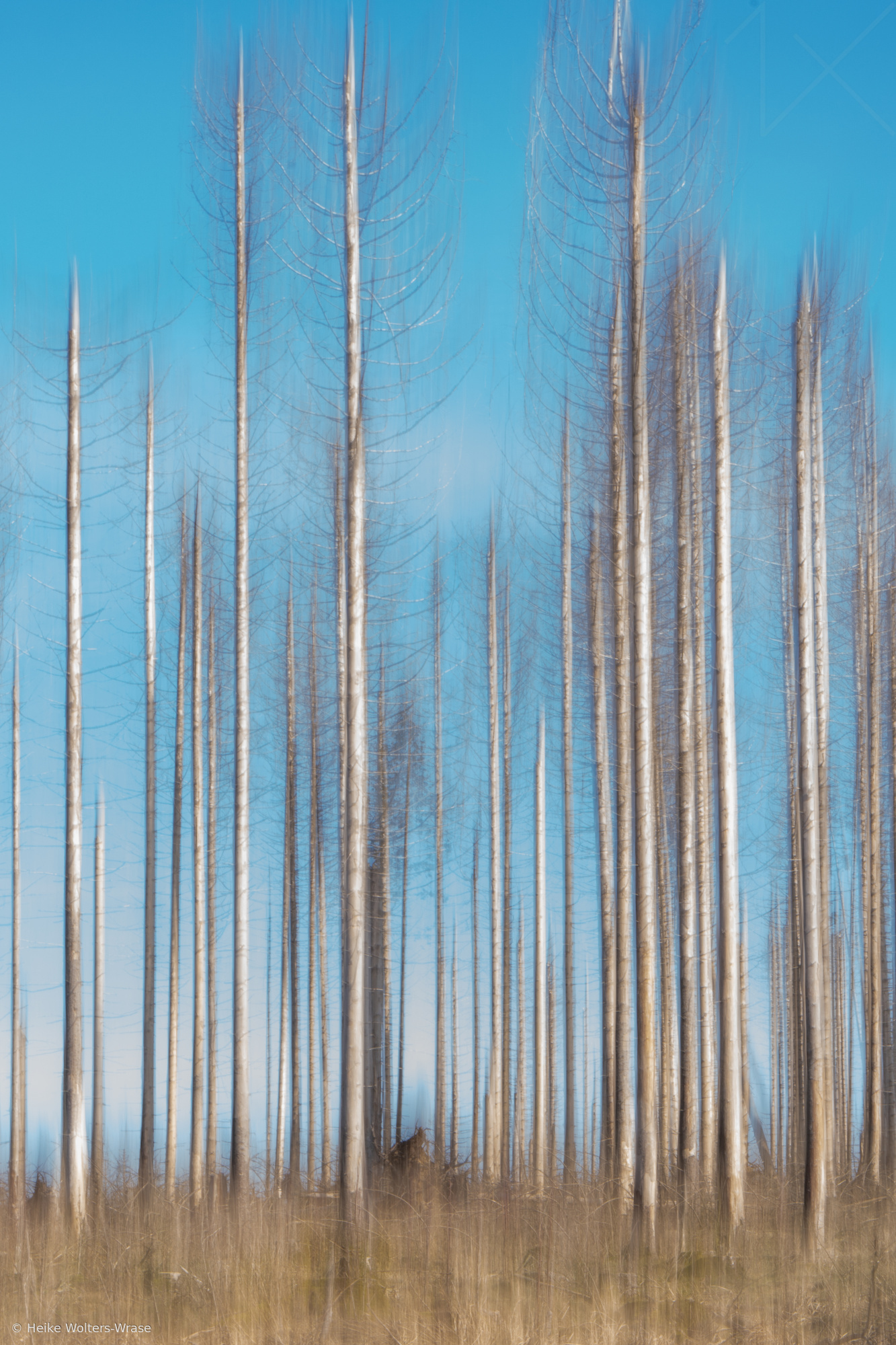 Trees by Heike Wolters-Wrase