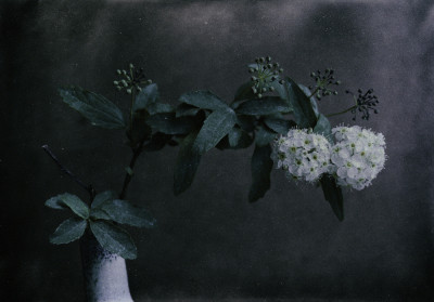 flower by Shuichi Machimoto