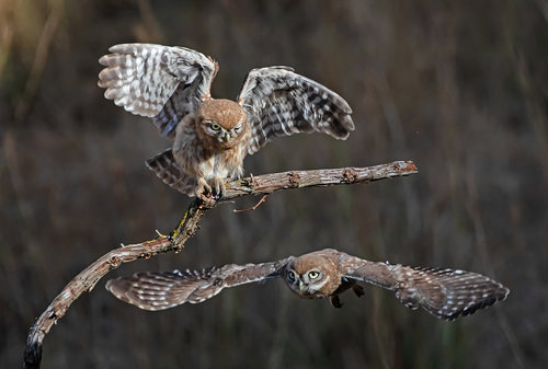 1x - yaki zander - Latest photos