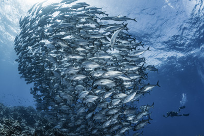 Diver chasing a school of bigeye trevally by Daisuke Kurashima