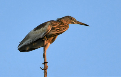 Indian pond-heron by Subhash Sapru