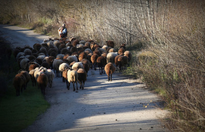 The shepherd and his flock by Isabel Daniel