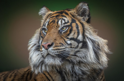 The contemplative tiger by Jeffrey C. Sink