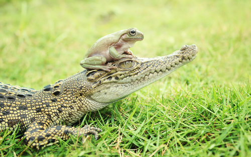 crocodile and toad by Ridho Arifuddin