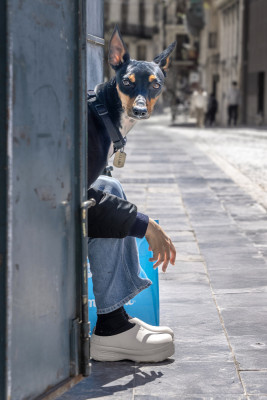 DogShopping by Marcel Egger