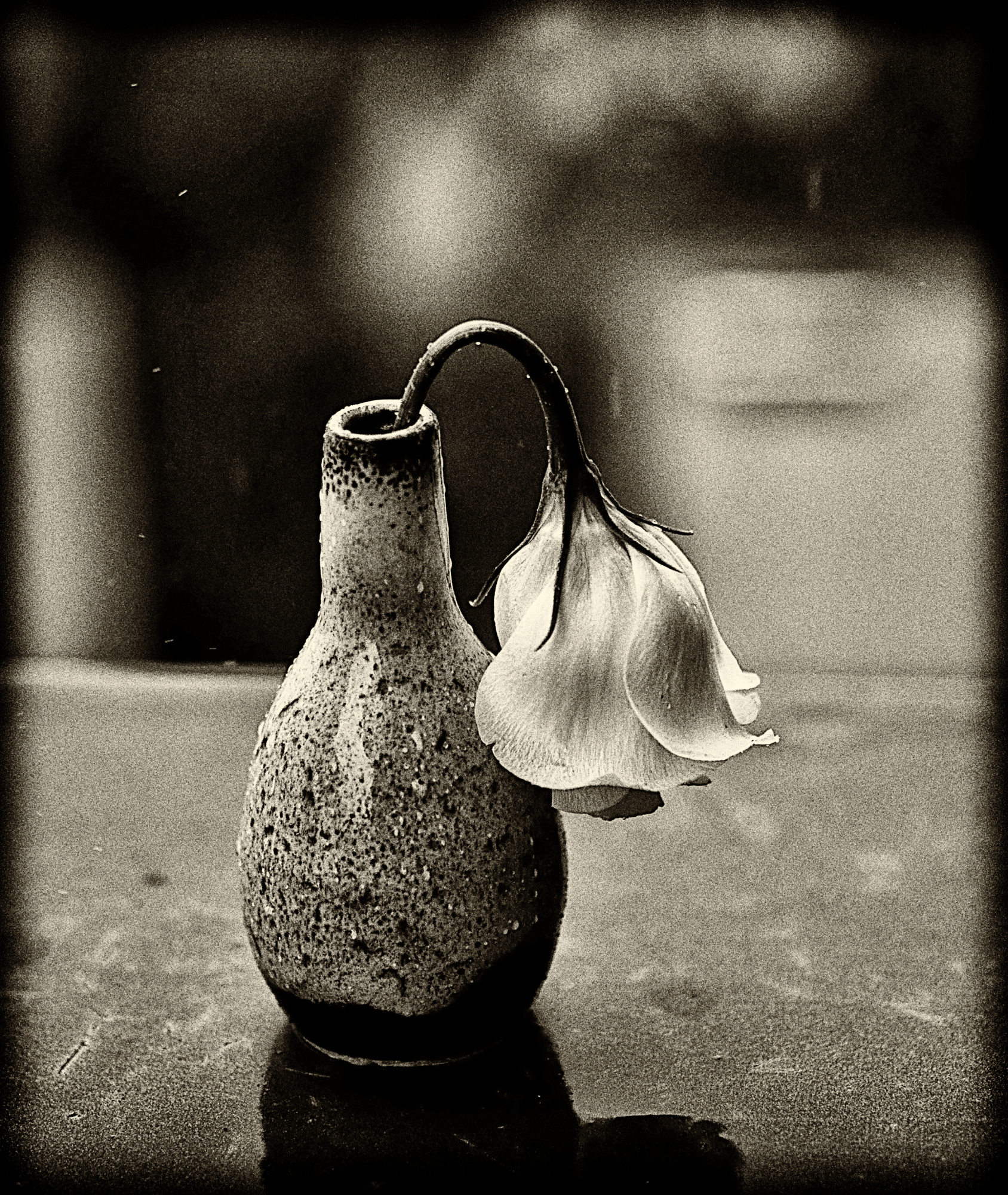 flower by Shuichi Machimoto