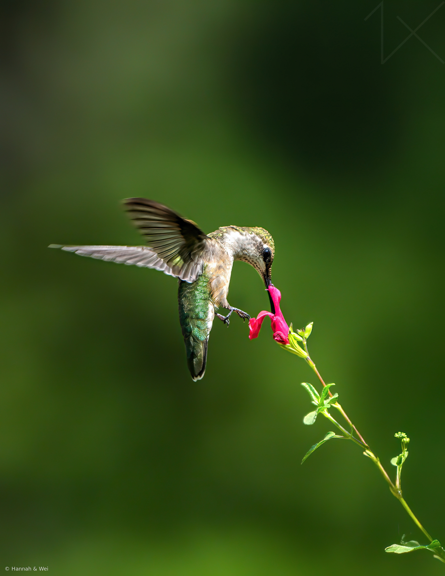 Hummingbird by Hannah & Wei