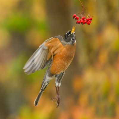 American robin by Moses Wang