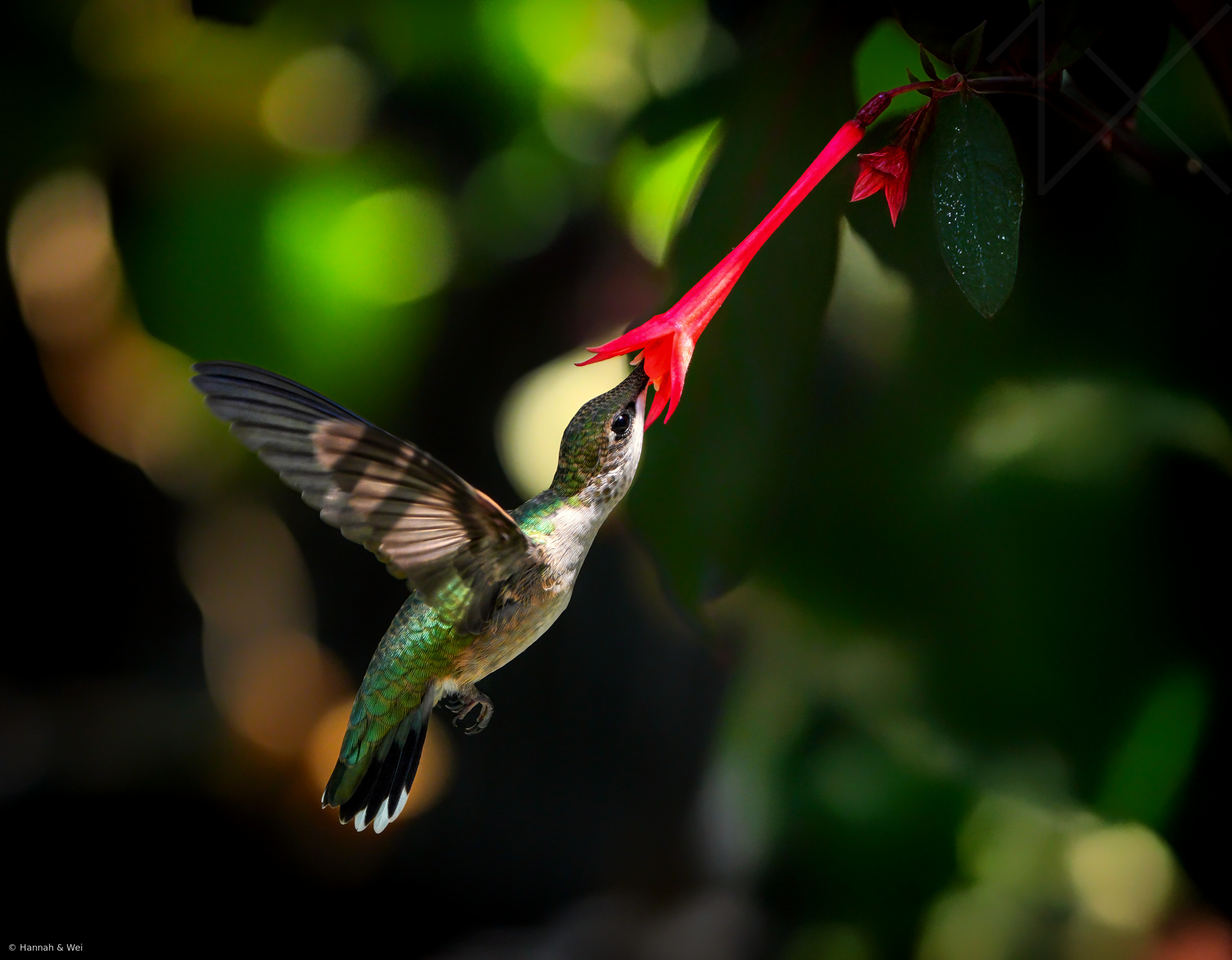 Hummingbird by Hannah & Wei