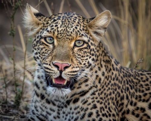 Female leopard by Ann Chown
