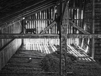 4 en lumiere, cat in light by Eric CHAUVIN