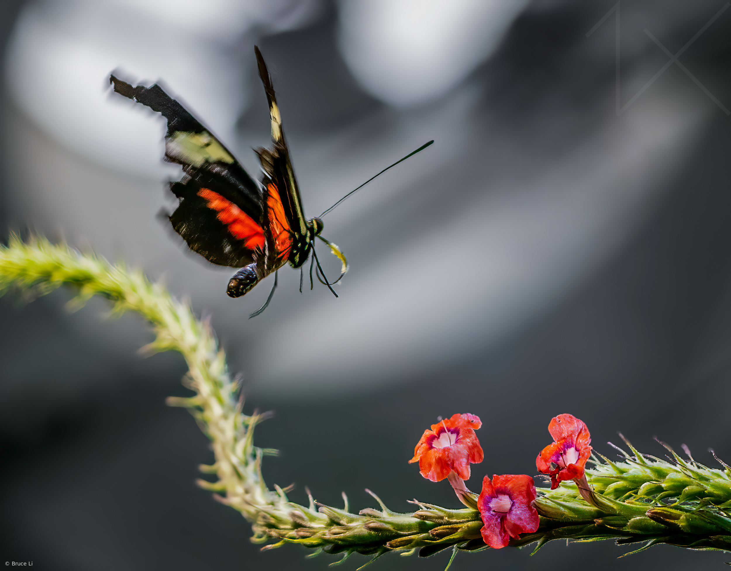 Flying Butterfly by Bruce Li