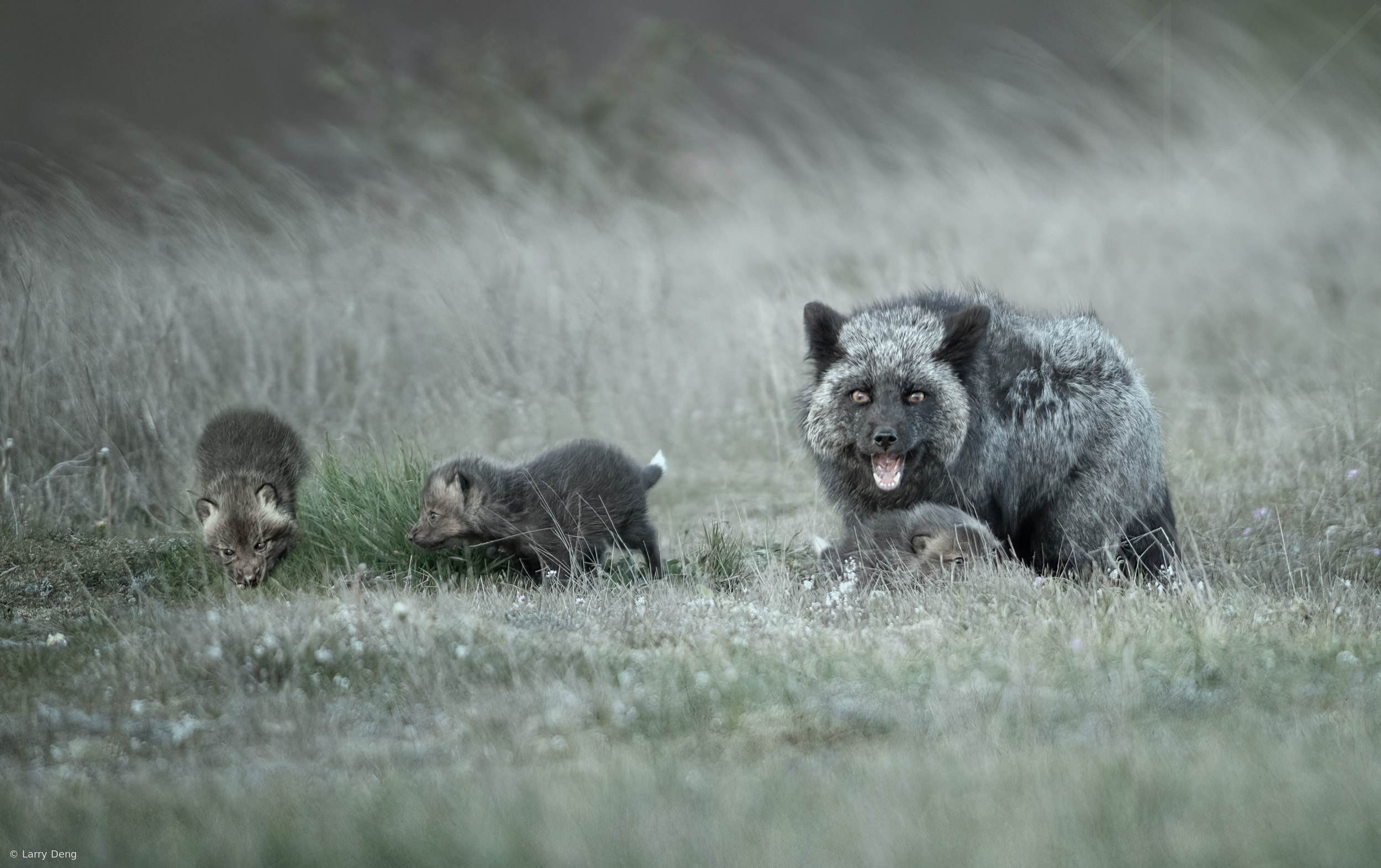 Watching by Larry Deng