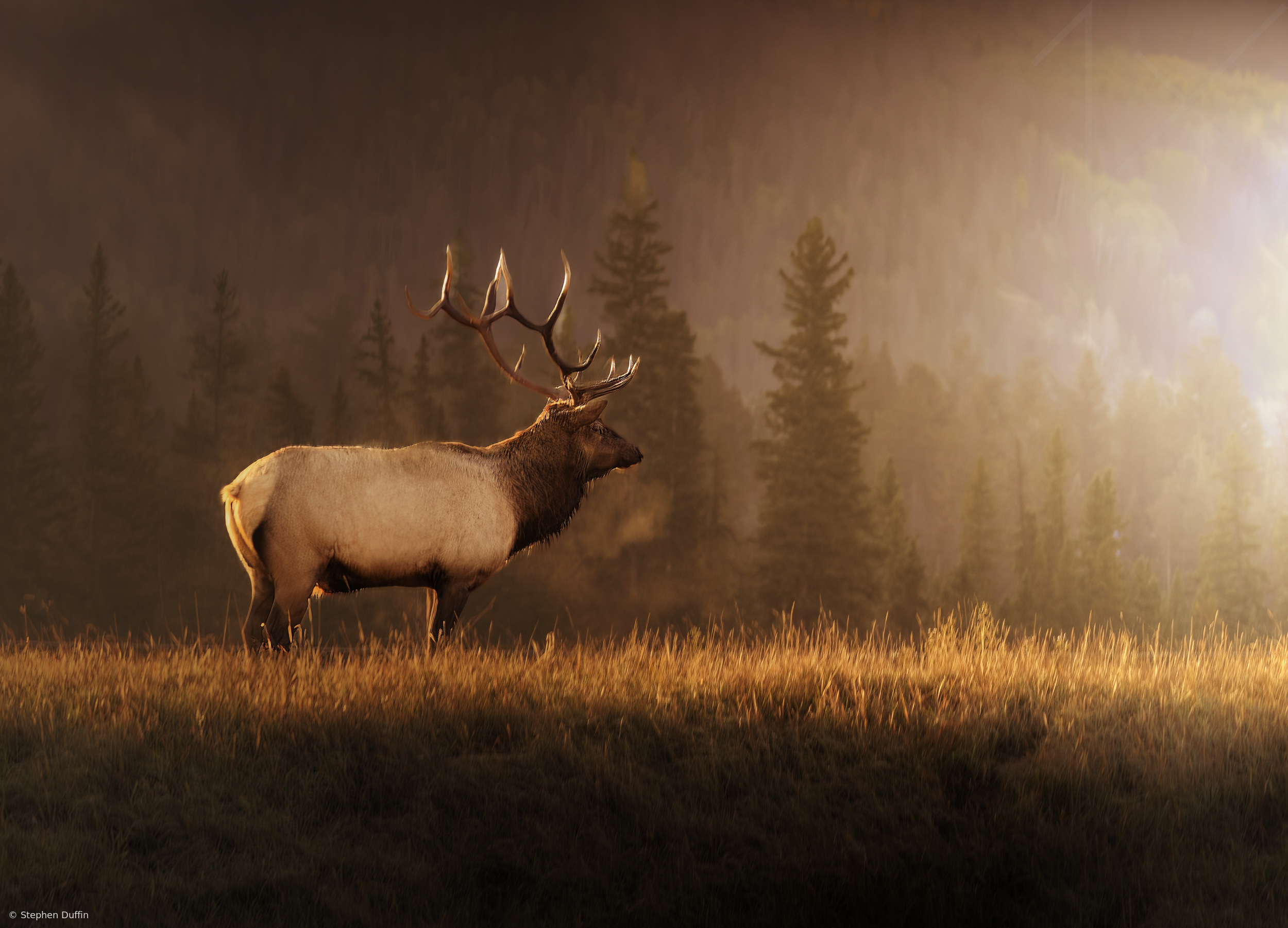 Elk at Sunrise by Stephen Duffin
