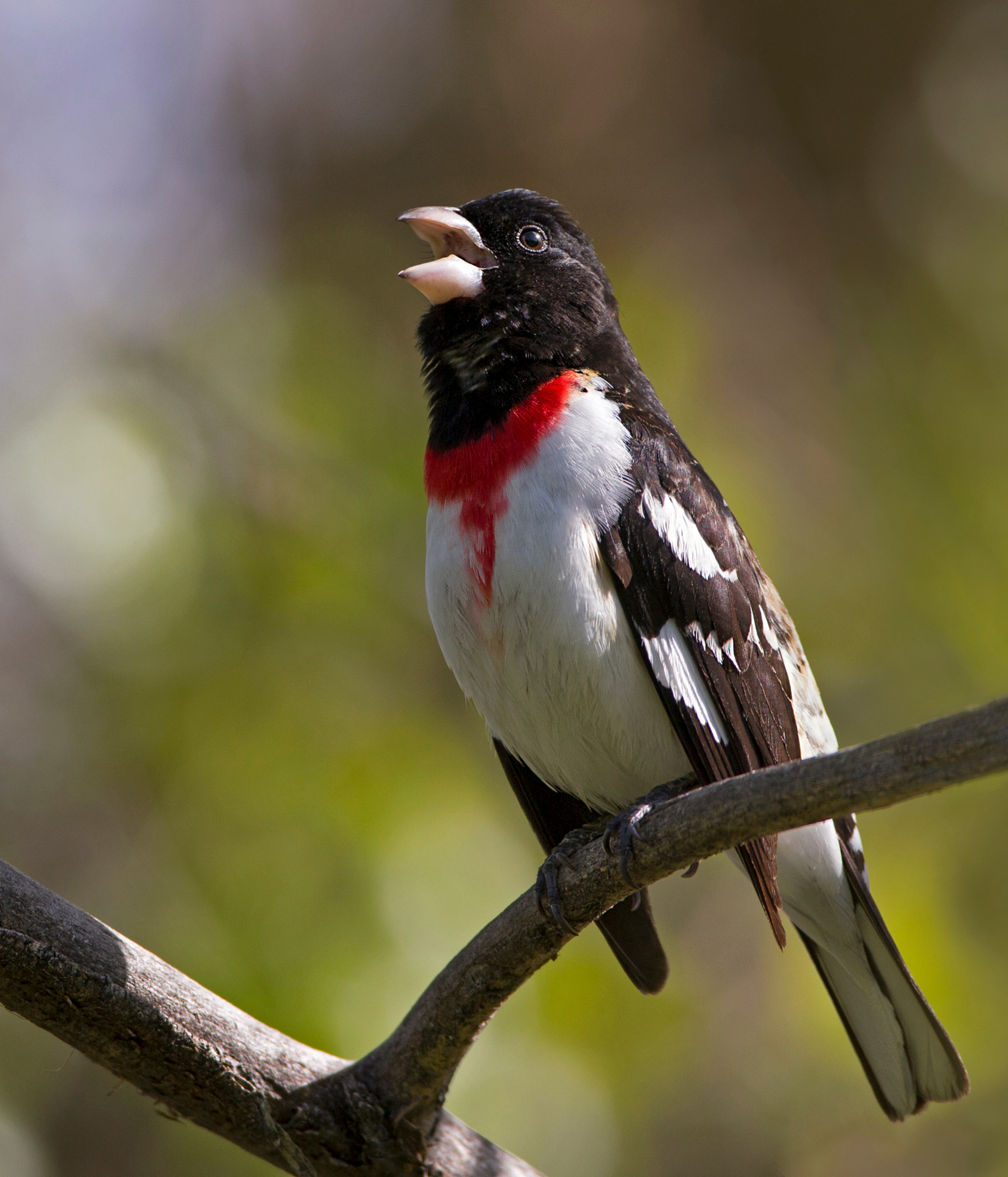Red-breasted Grosbeak by verdon