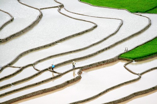 Rice Terrace by nhattan