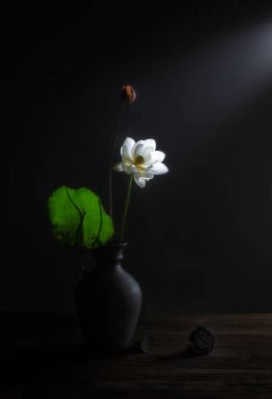 Still life Lotus by Summer2016