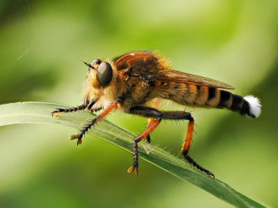 The strongest insect by Takiko Hirai
