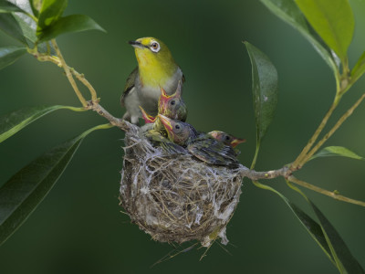 养育 by Fengying Long