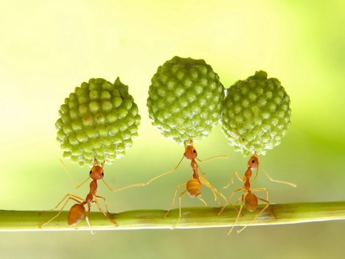 SUPER ANT by Eko Adiyanto