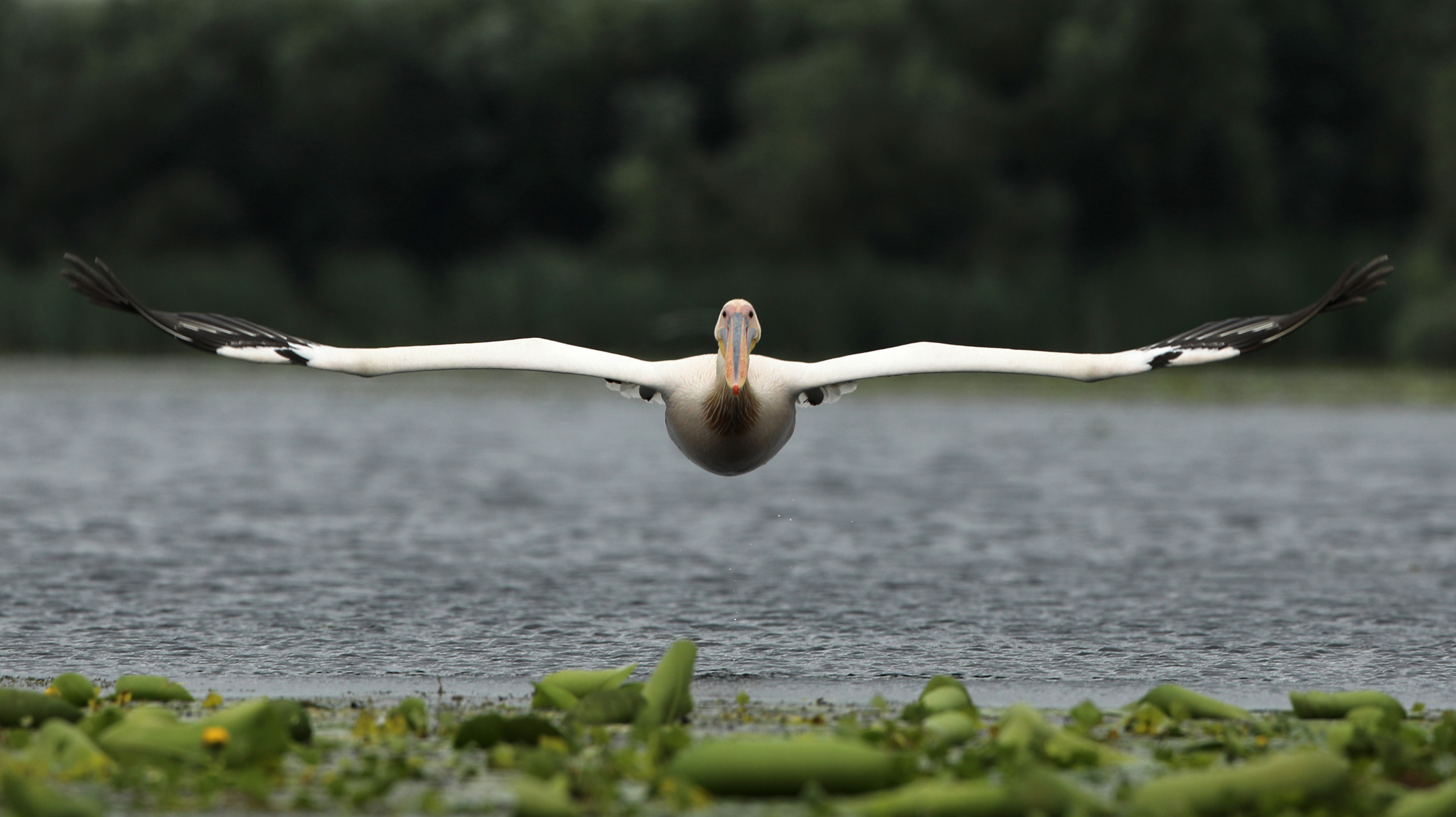 Floating by Marius Voica