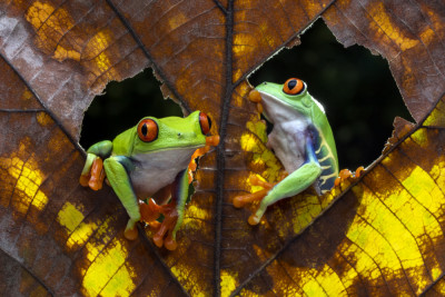 Twin frog by Albertus Nugroho