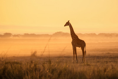 Good morning, Giraffe by Siyu and Wei Photography